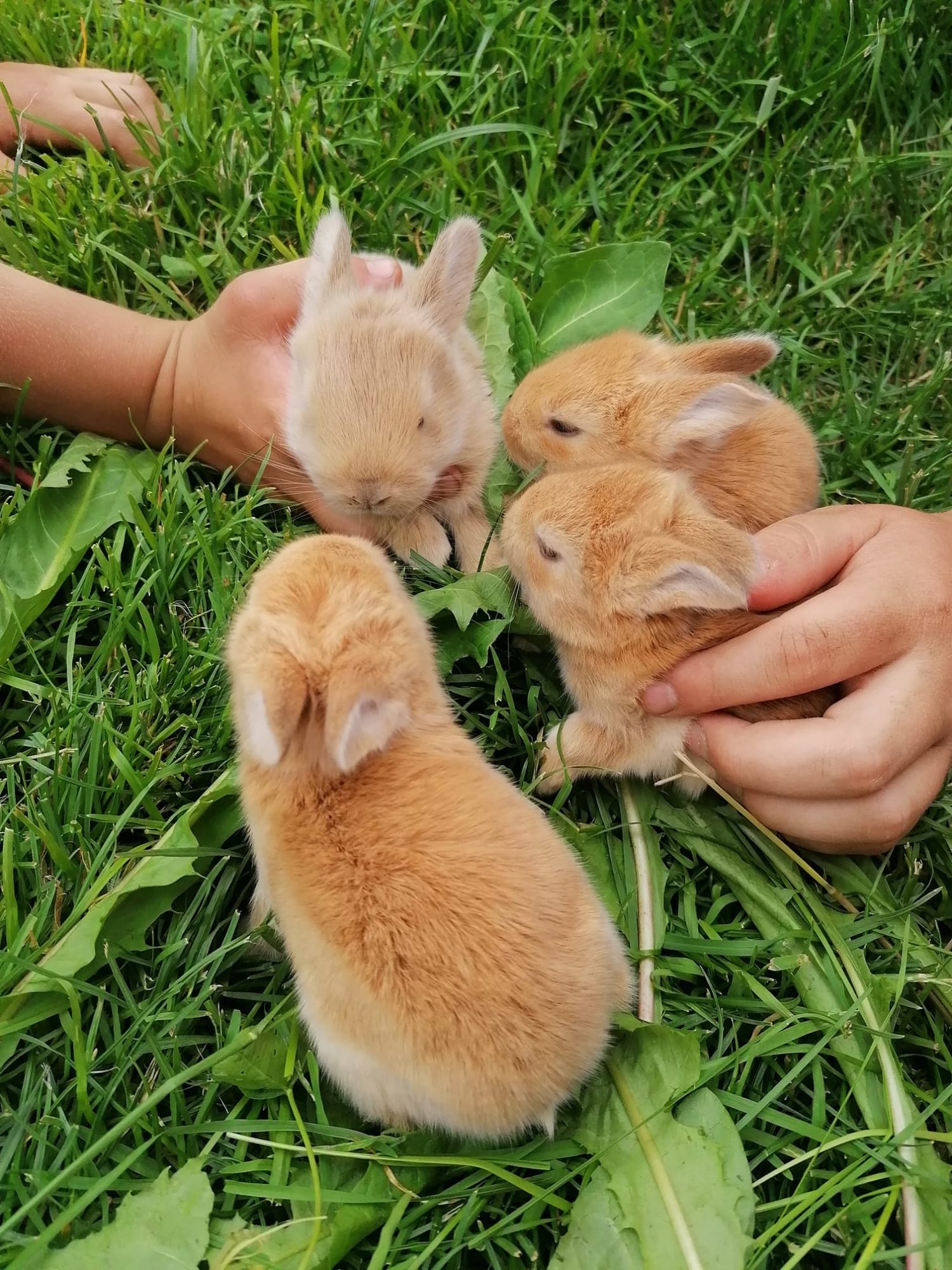 Babyhasen - Taxerhof